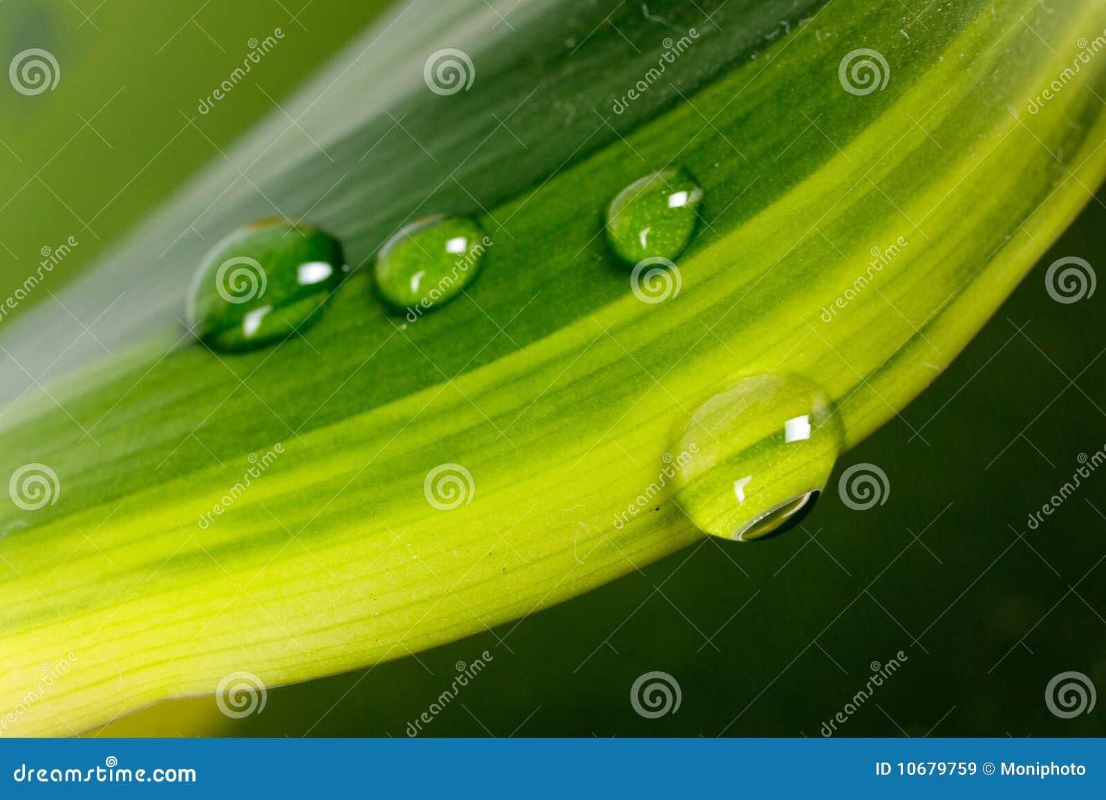Droplet of Morning Dew on a Leaf Stock Image - Image of splash, foliage ...