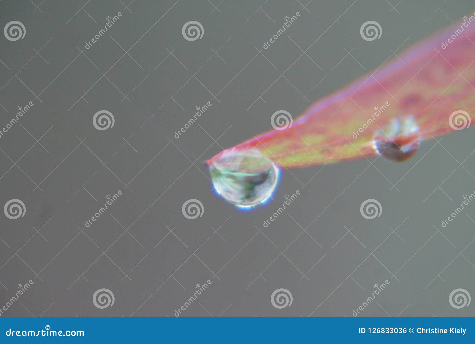 Droplet of Water Falling from Leaf Stock Photo - Image of gradually ...