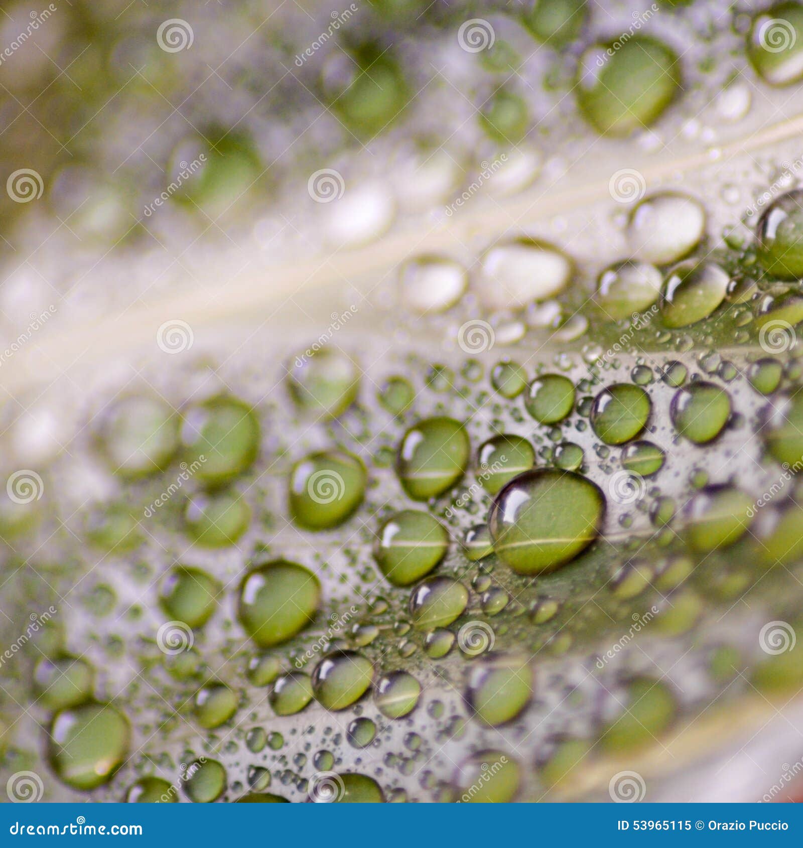 Droplets of dew on a leaf stock image. Image of botany - 53965115