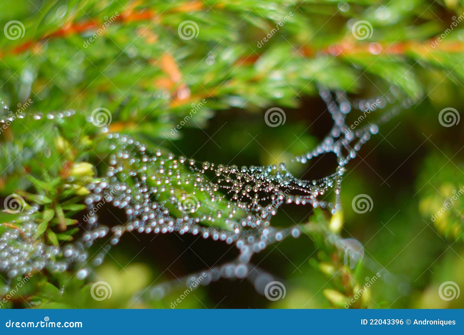 Droplets Hanging on Spider-web Stock Photo - Image of lighted, humidity ...