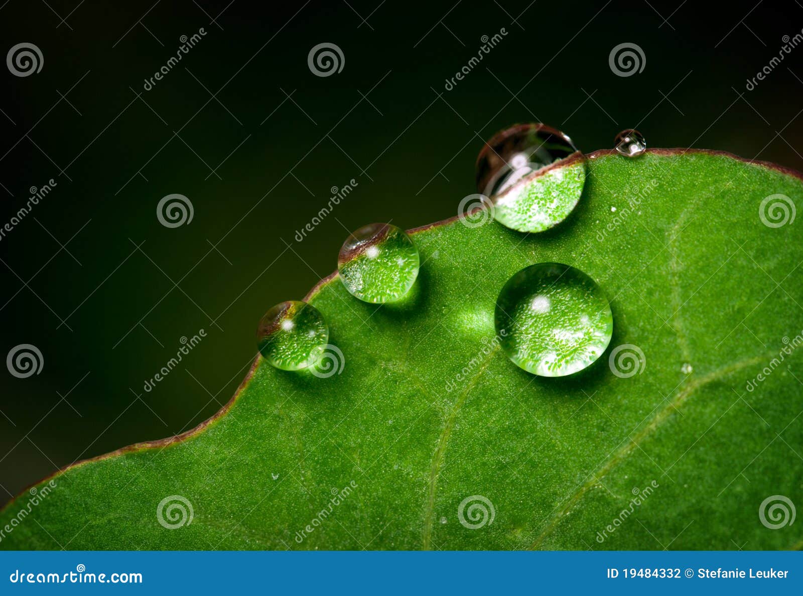 Droplets on leaf stock photo. Image of water, bubbles - 19484332