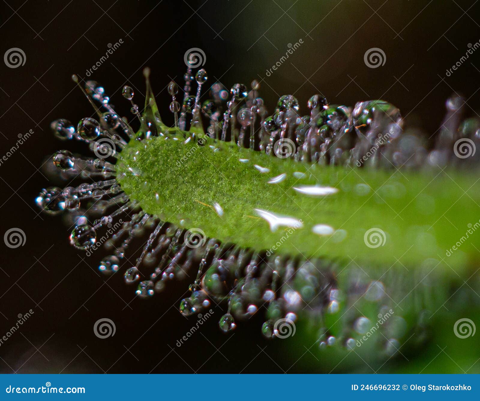Droplets of Liquid on a Green Flycatcher Flower Stock Photo - Image of ...