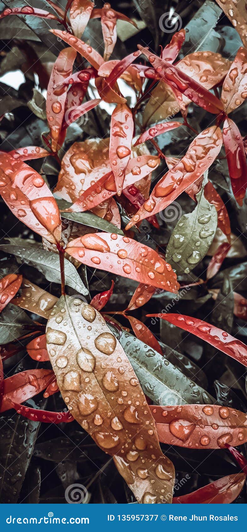 Droplets of Rain Water on Leaves Stock Image - Image of condensation ...