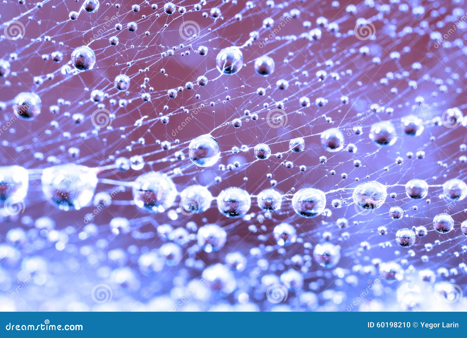 Droplets on Spider Web Close Up Stock Photo - Image of condensation ...