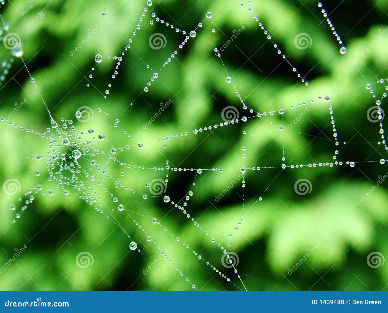 Droplets on the web stock photo. Image of droplets, water - 1439488