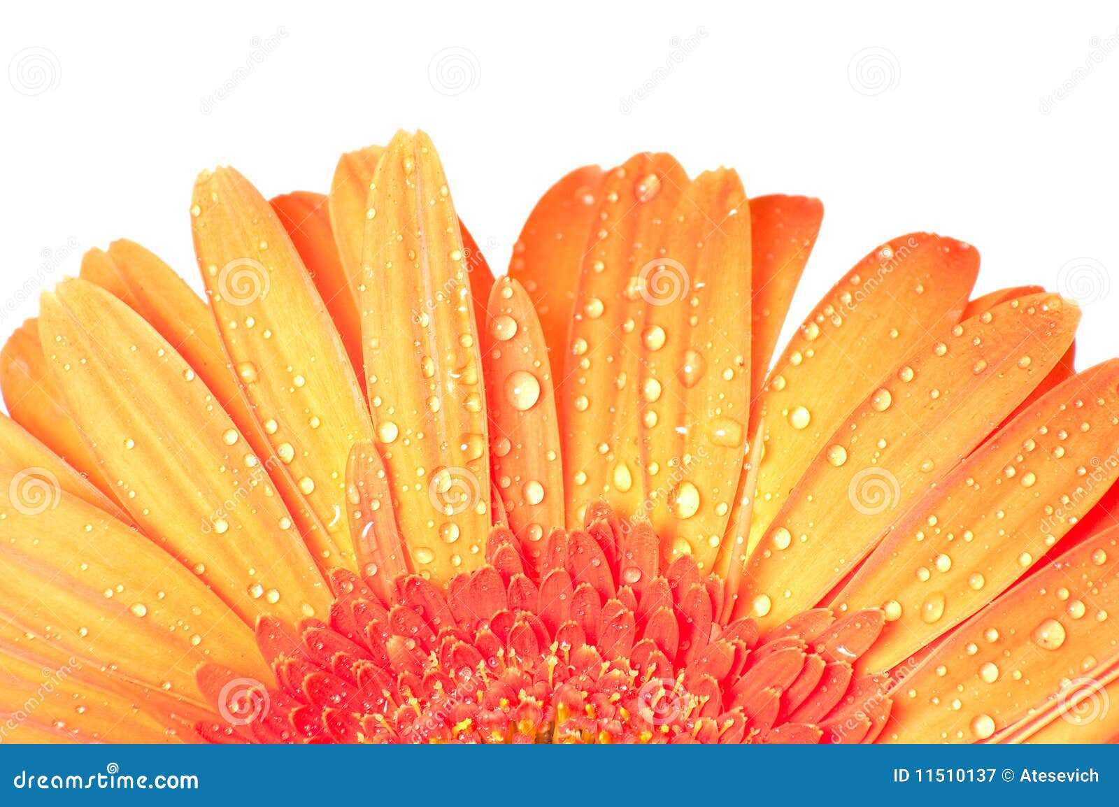Dropped Daisy Gerbera Flower Stock Image - Image of plant, petal: 11510137