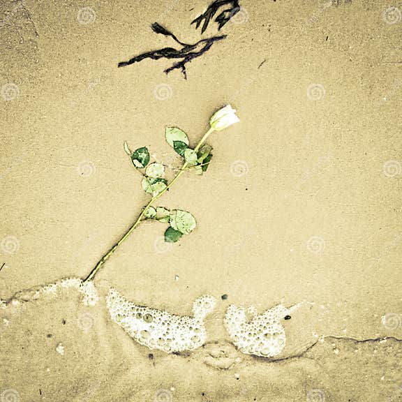 Dropped flower stock image. Image of flowerr, falling - 28859173