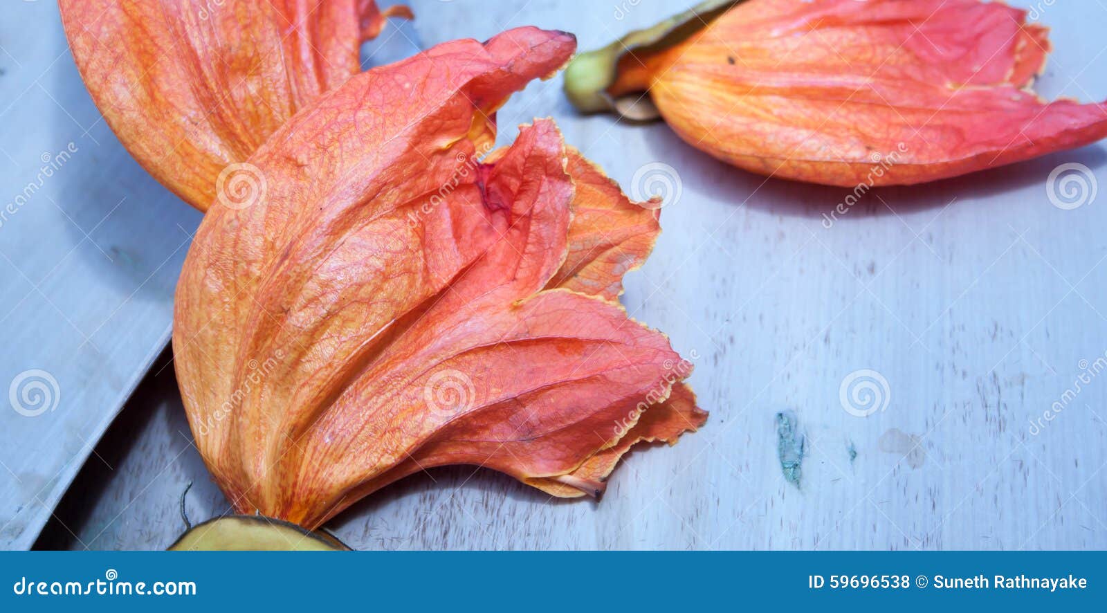 Dropped Flowers from Wild Tree Stock Photo - Image of flowers ...