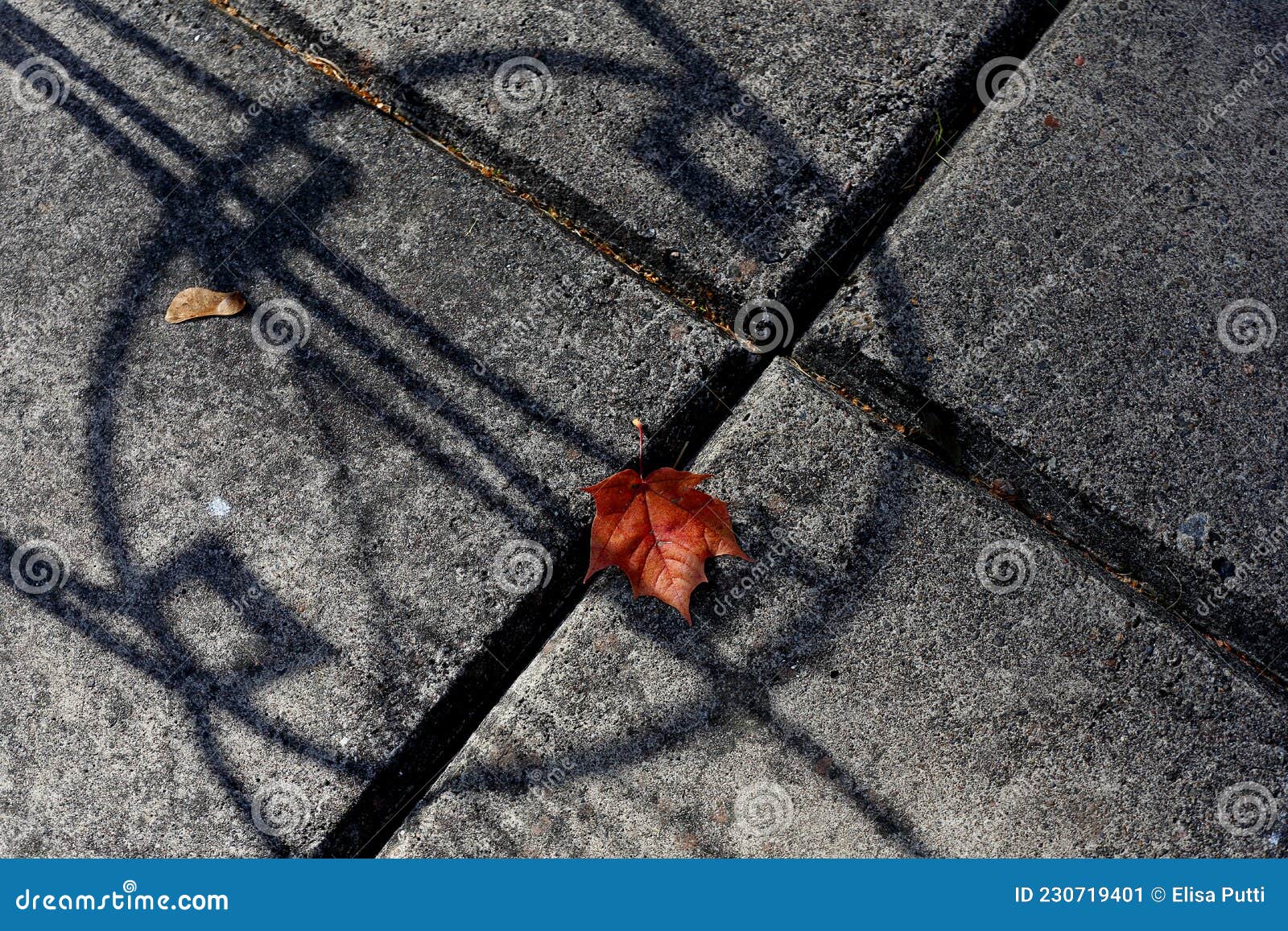 A Faded Maple Leaf on Concrete Pavement Stock Image - Image of grey ...