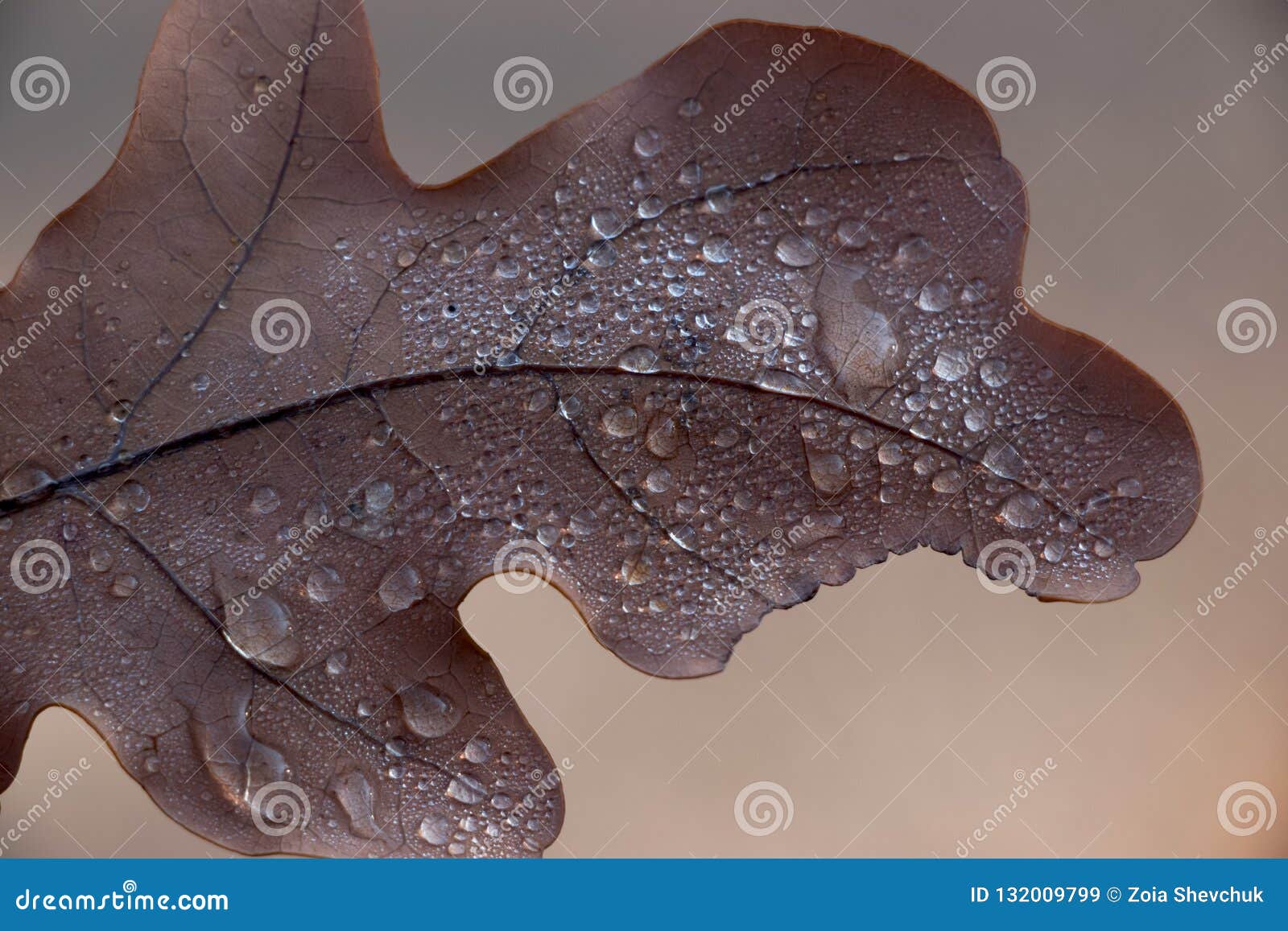 Dropped oak leaf stock image. Image of color, bronze - 132009799