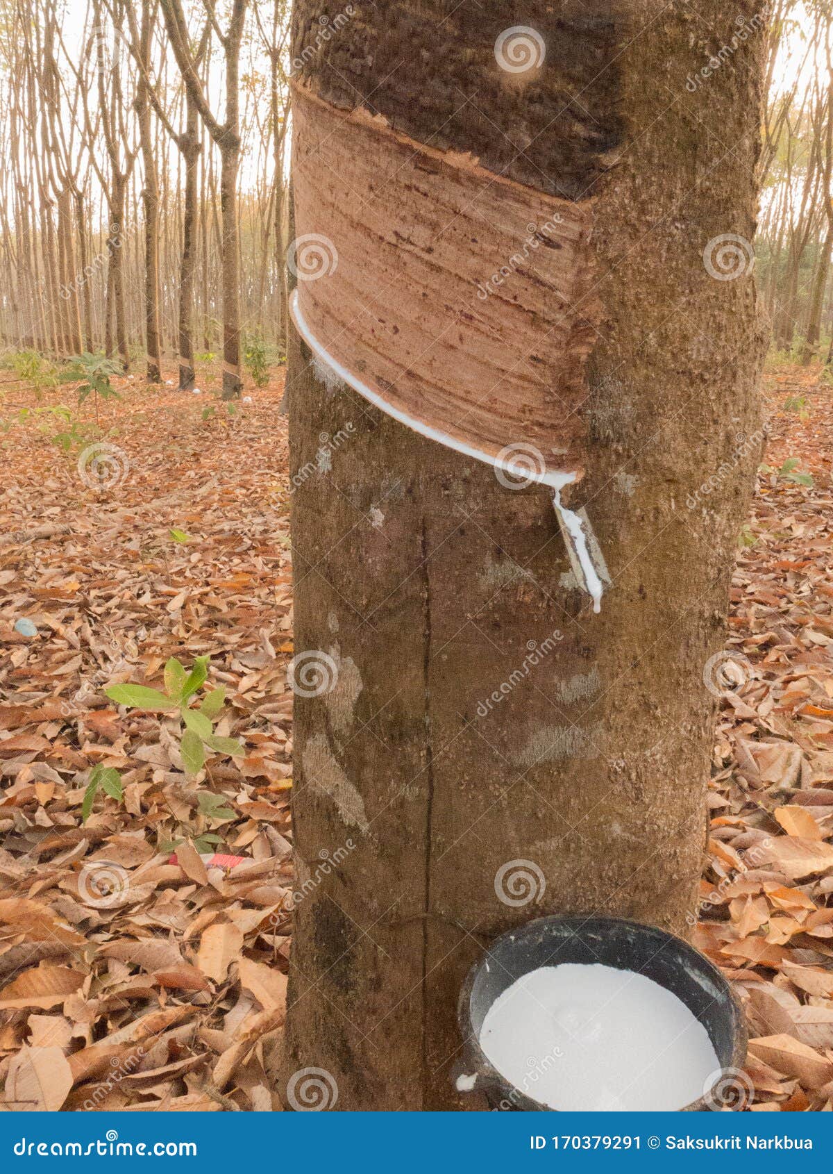 Dropped Rubber from the Rubber Tree Stock Image - Image of rubble, tire ...