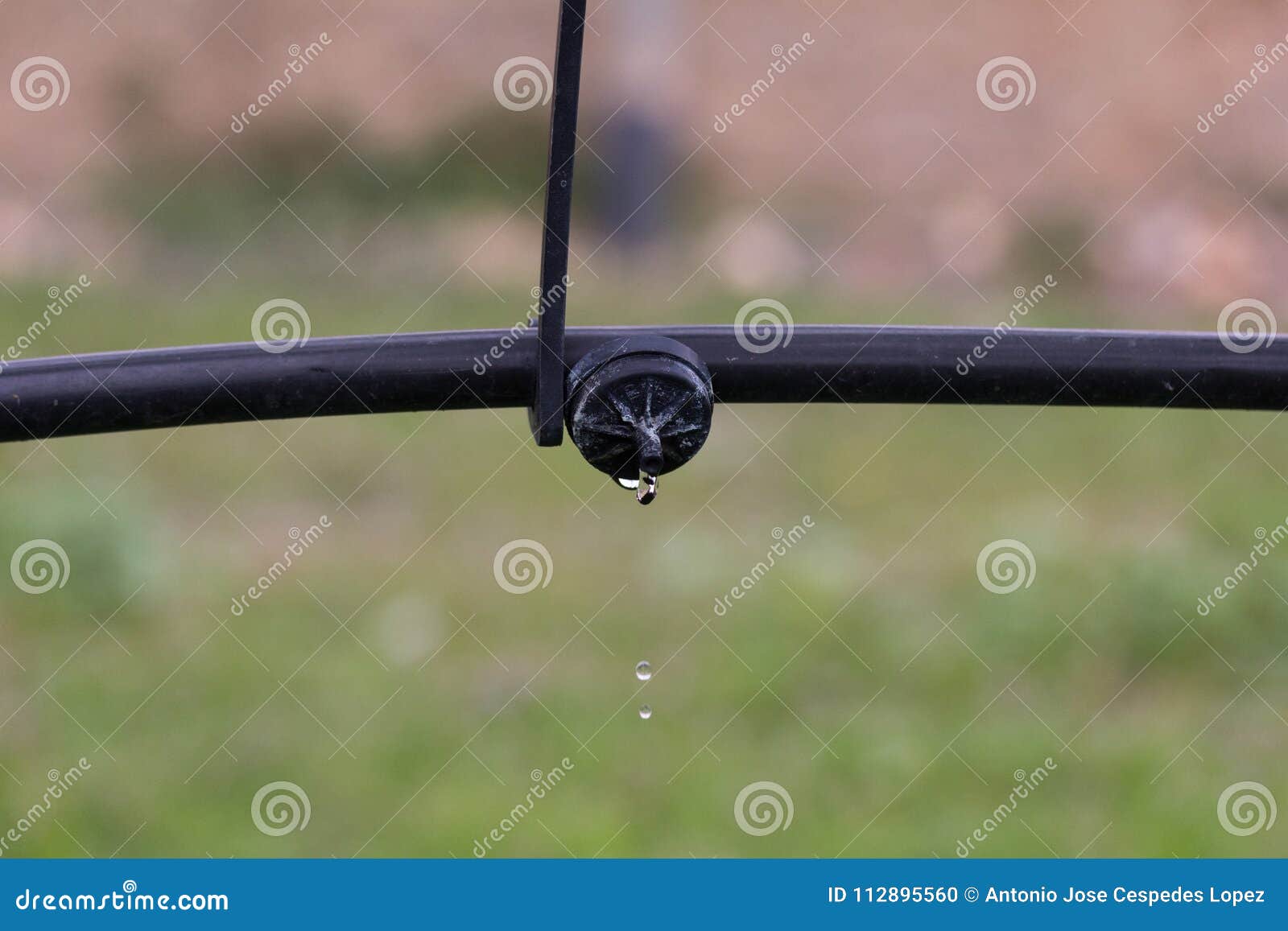 Self-compensating Dripper Irrigation Used In Agriculture For Young Tree ...