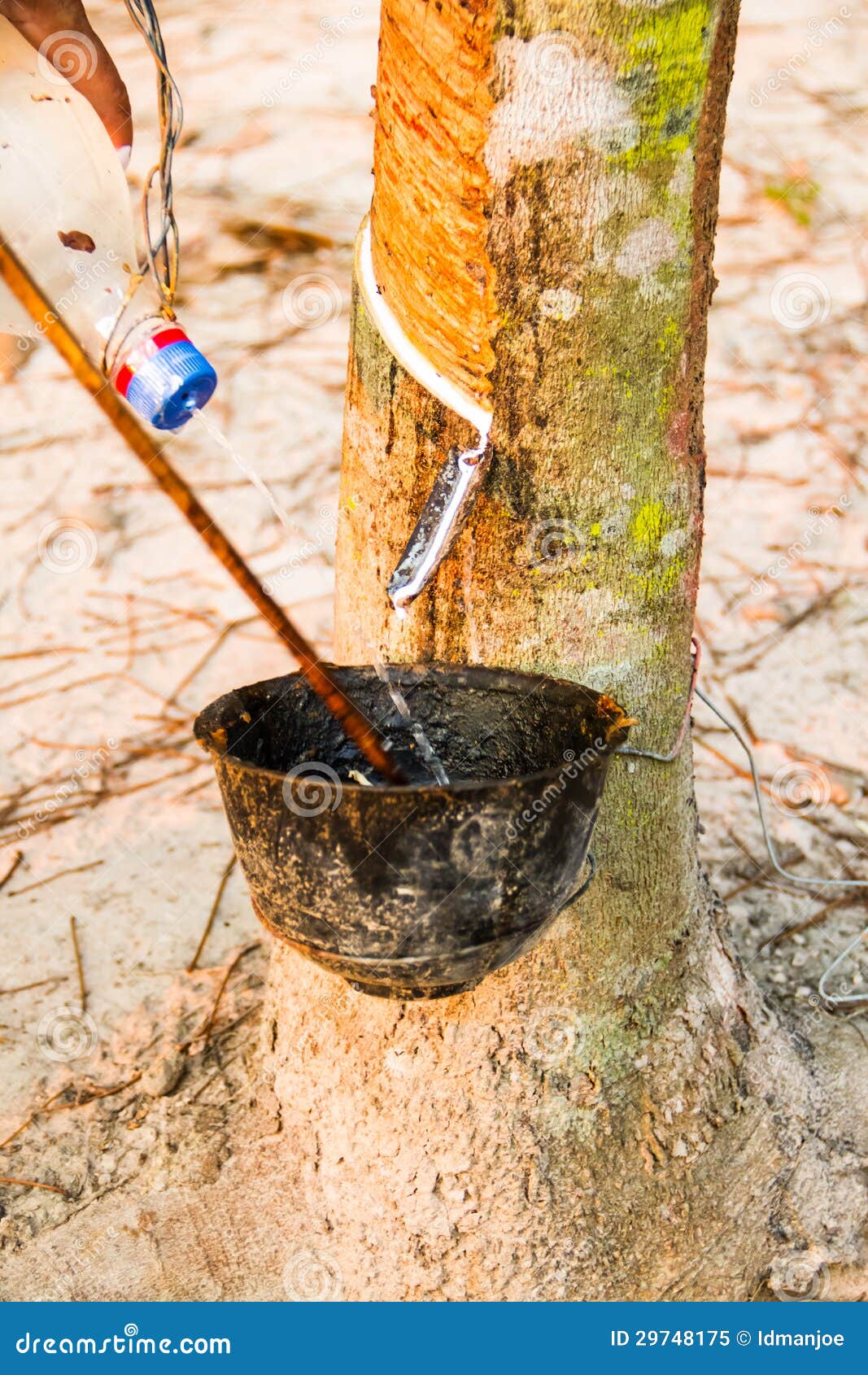 Dropping Acid To Rubber Cup Stock Image - Image of milk, farm: 29748175