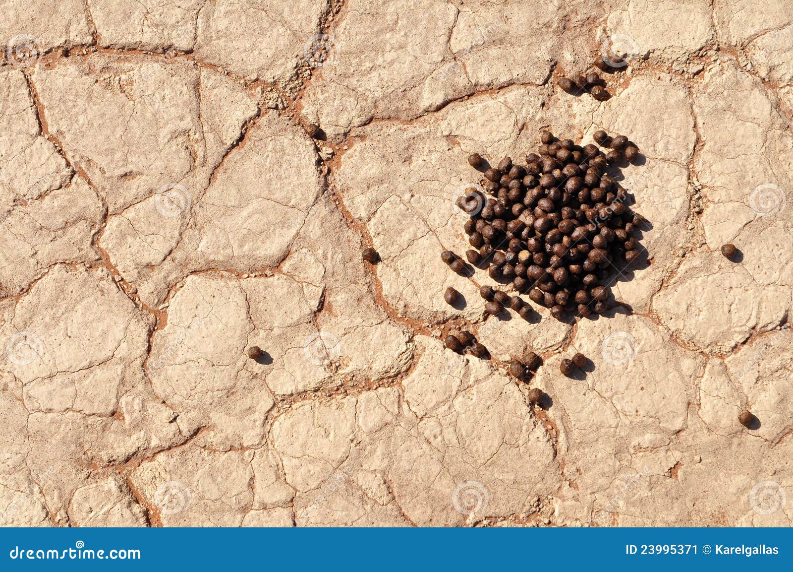 Dropping on desert surface stock image. Image of texture - 23995371