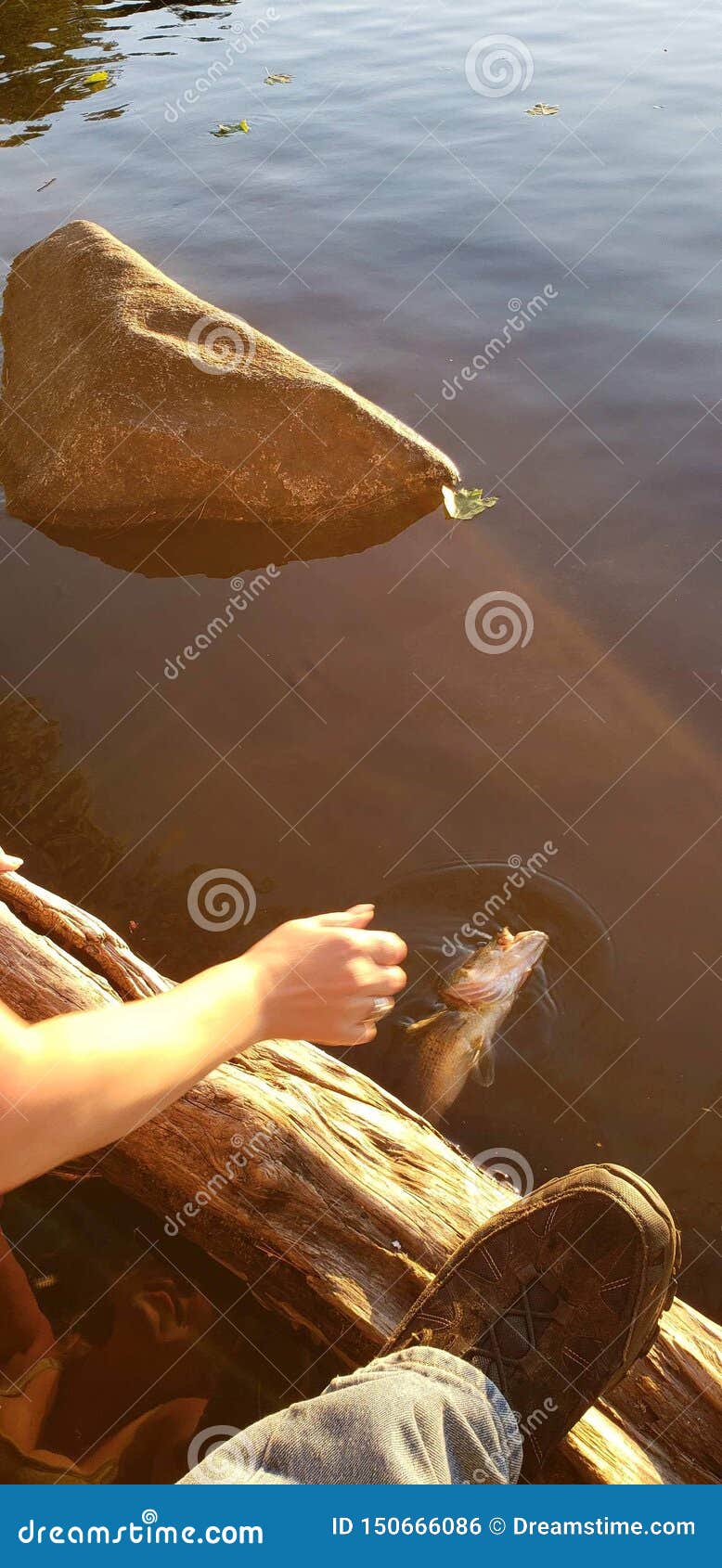 Dropping fish into water stock photo. Image of fish - 150666086