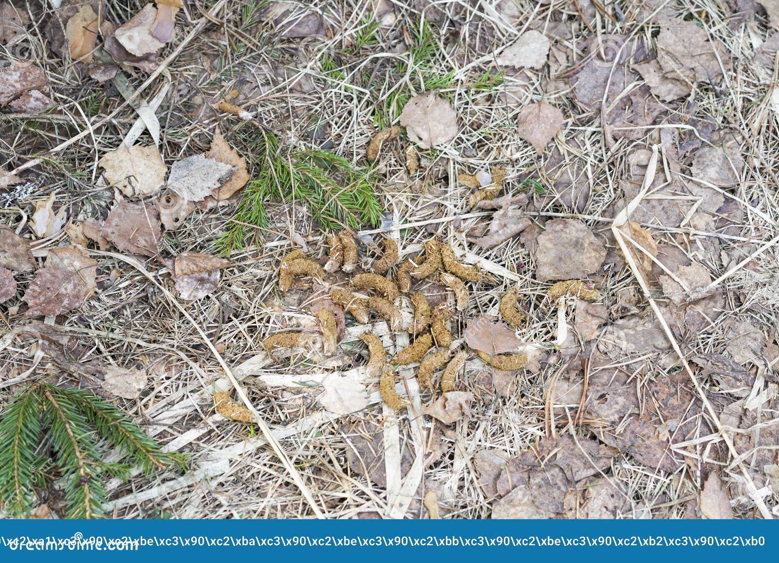Droppings in the Forest Animal Stock Image - Image of bird, field: 90493035