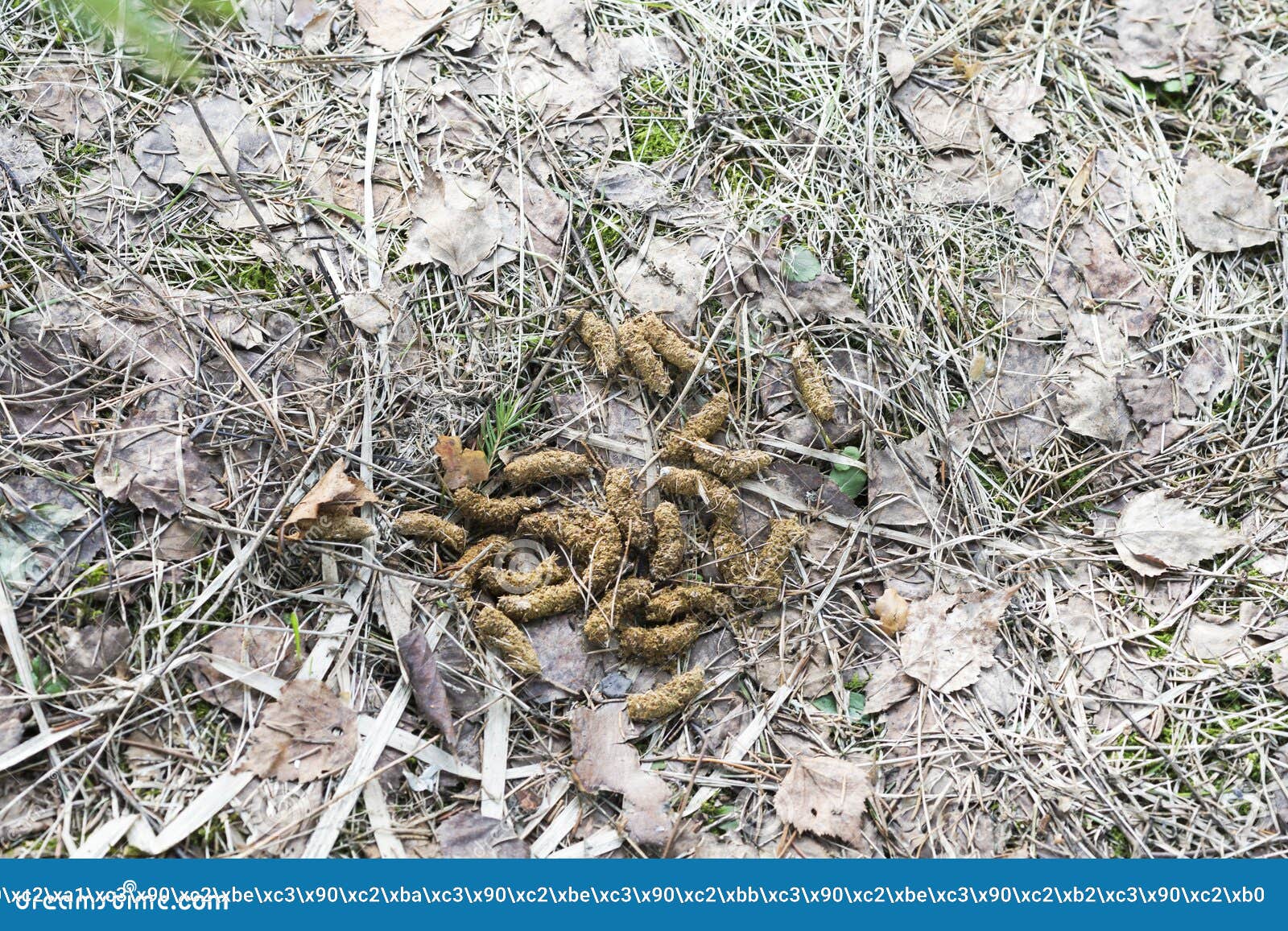 Droppings in the Forest Animal Stock Image - Image of leaf, grass: 90494293