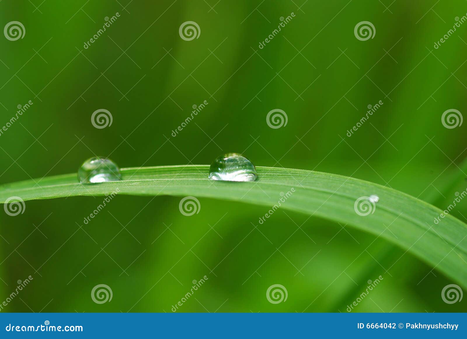 Drops stock photo. Image of water, grass, condensation - 6664042