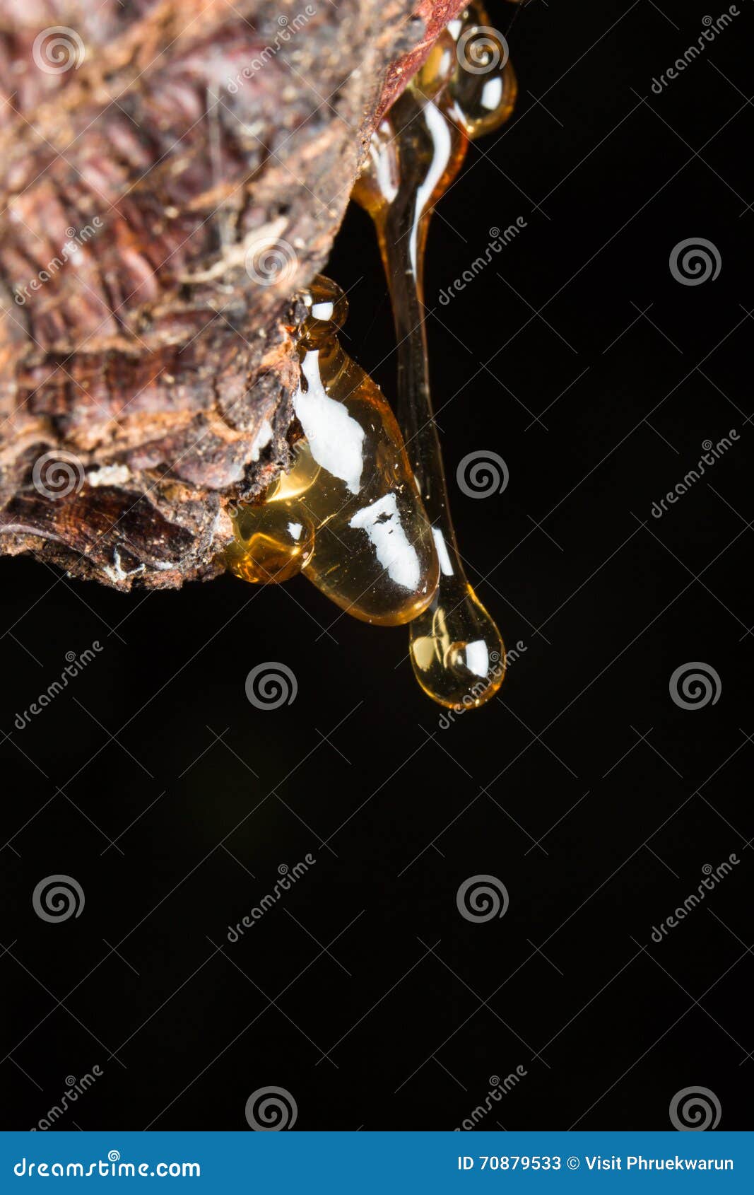 Drops of Amber Pitch Flow Down on Tree Stock Image - Image of glue ...