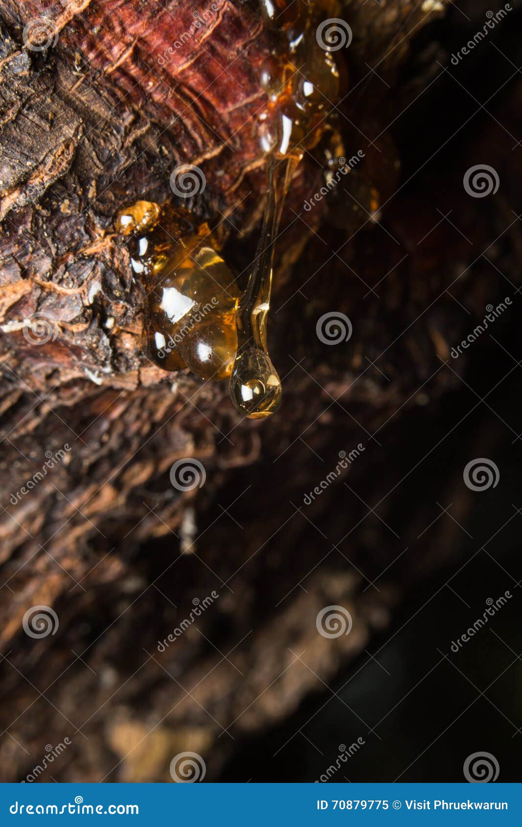Drops of Amber Pitch Flow Down on Tree Stock Image - Image of fresh ...