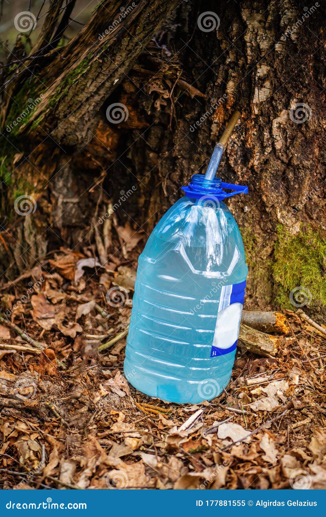 Drops of Birch Sap Dripping into a Plastic Bottle Stock Image - Image ...
