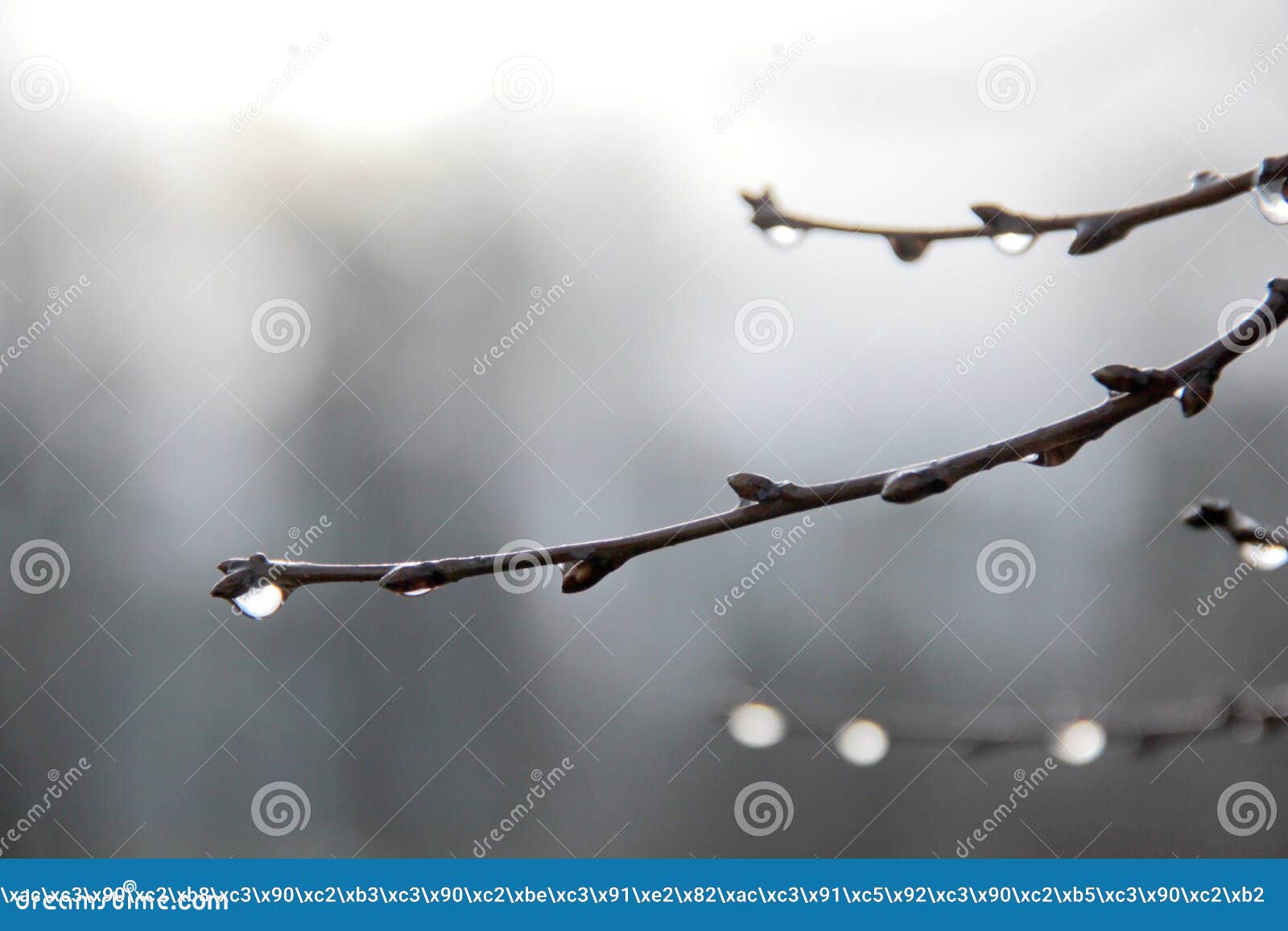 Drops on branch stock photo. Image of spring, element - 30575050