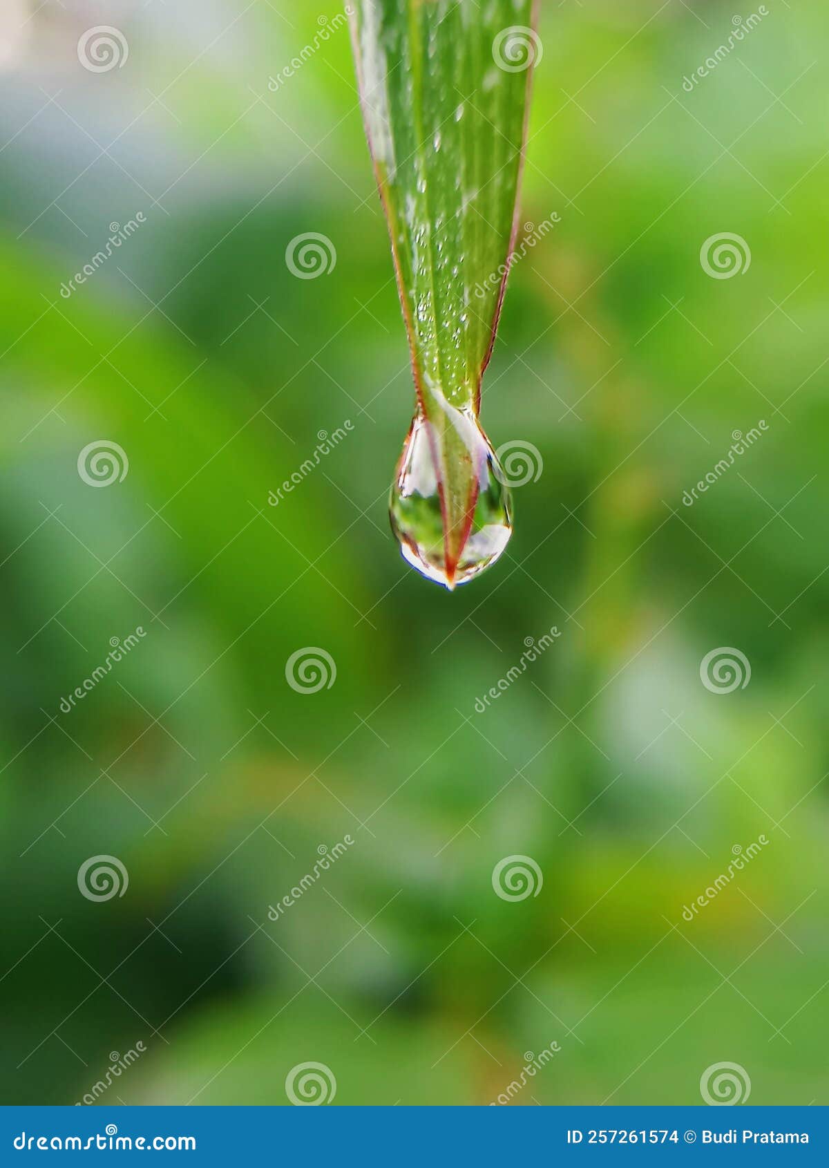 Drops of Dew Falling on the Grass. Stock Photo - Image of falling ...