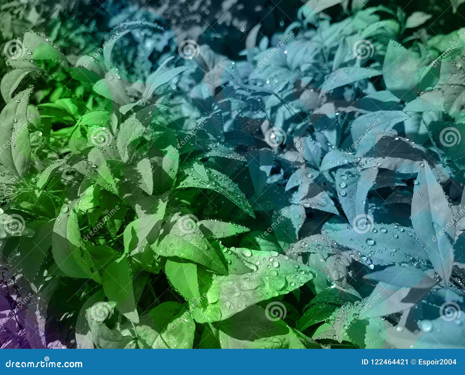 Drops of Dew on Foliage in Gradient Colors Stock Image - Image of leaf ...