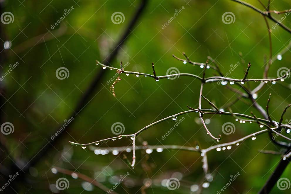 Drops of Dew Form on the End of Tree Branches during a Gentle Rain ...