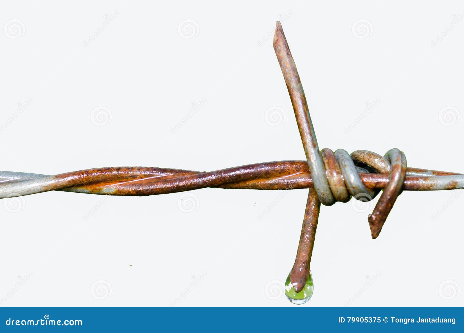 Drops of Dew Forming on a Crystal Clear Winter Old Rusty Wire. Stock ...