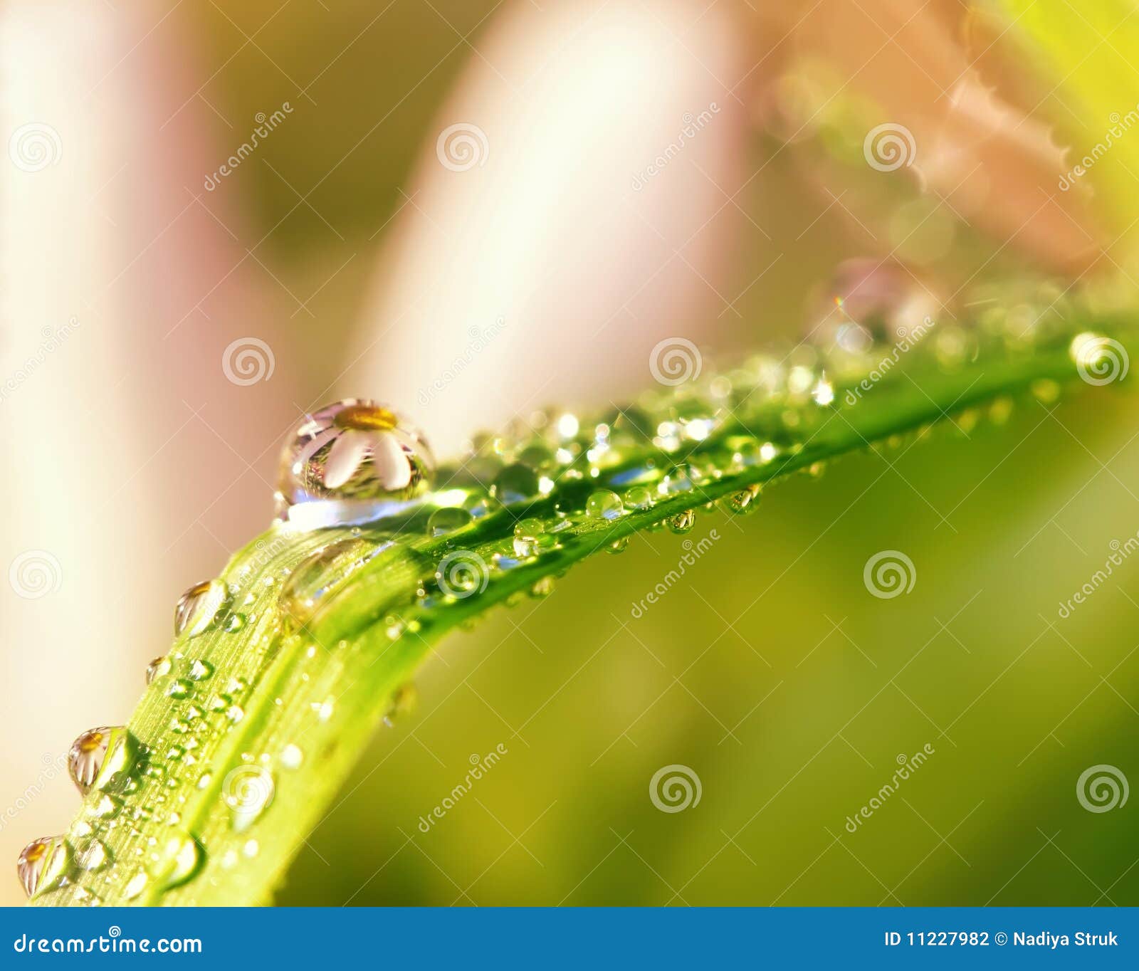 Drops of dew on a grass stock photo. Image of fresh, growth - 11227982