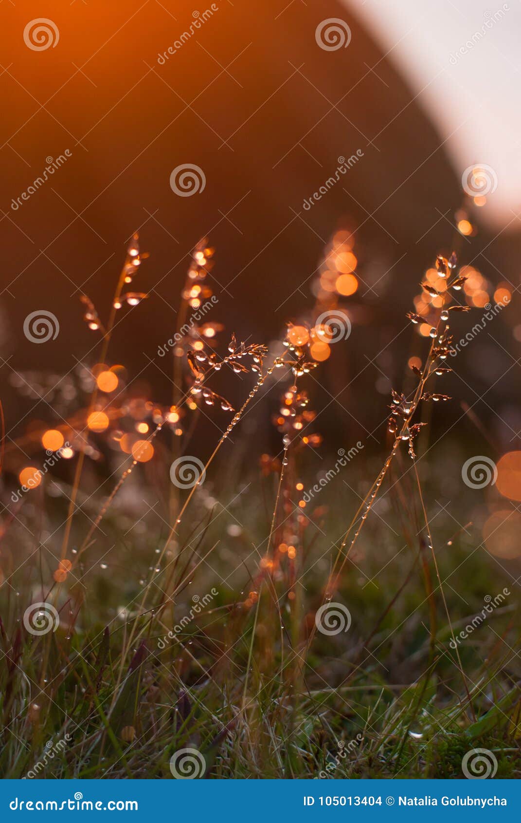 Drops of Dew on the Grass Glows at Sunset Stock Photo - Image of meadow ...