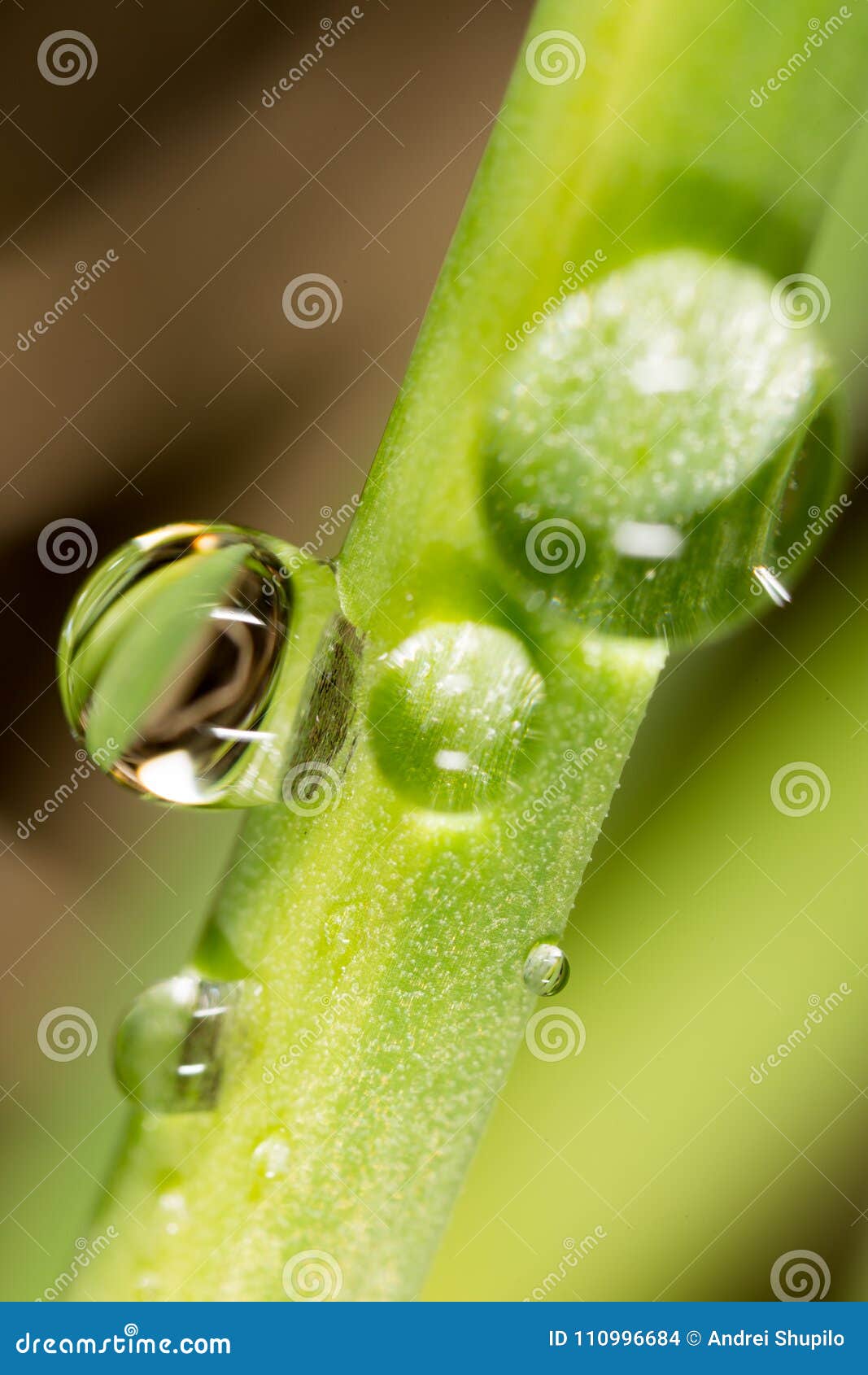 Drops of Dew on the Grass. Macro Stock Photo - Image of meadow ...
