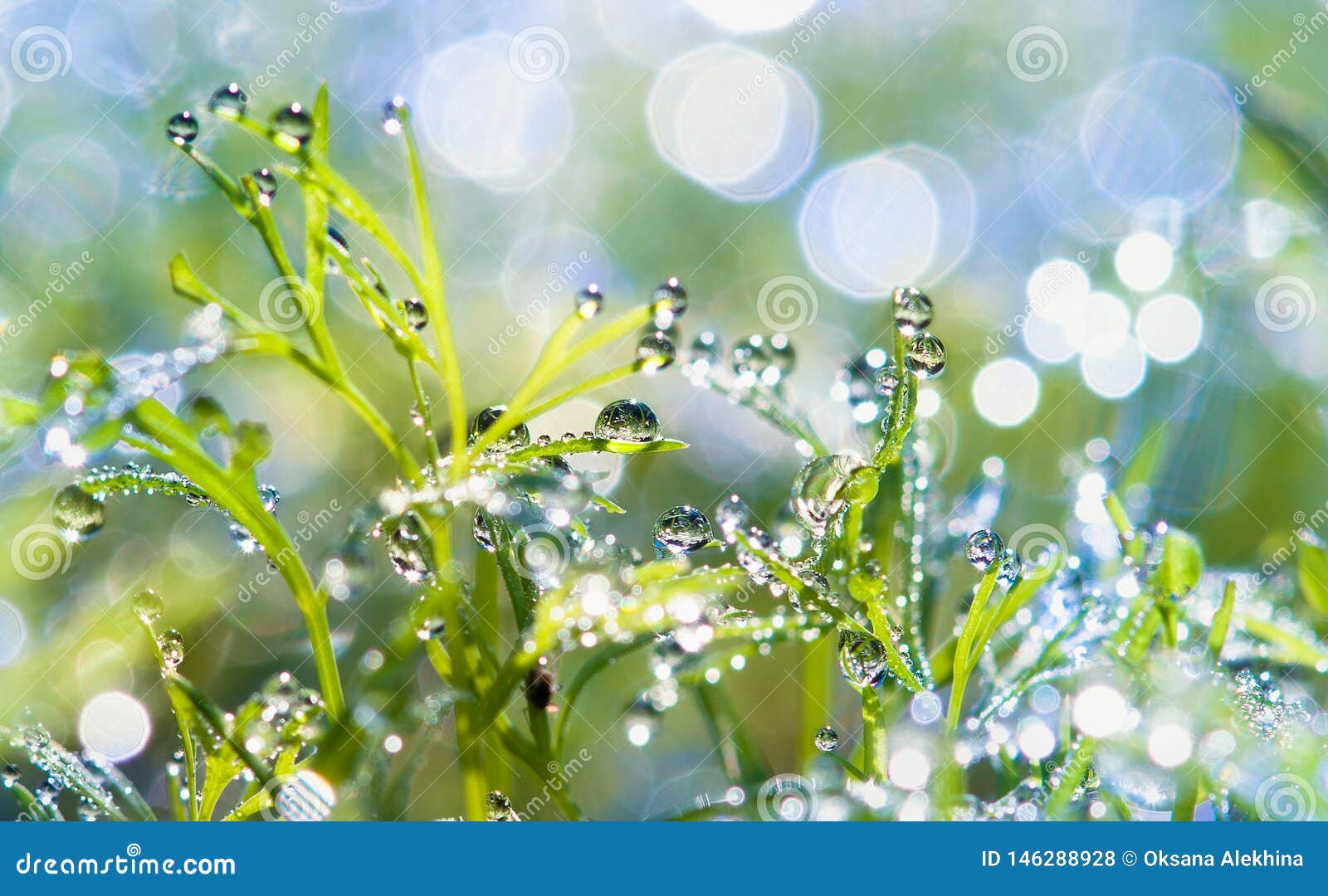 Drops of Dew on the Grass. Sun Glare from Dew Stock Photo - Image of ...