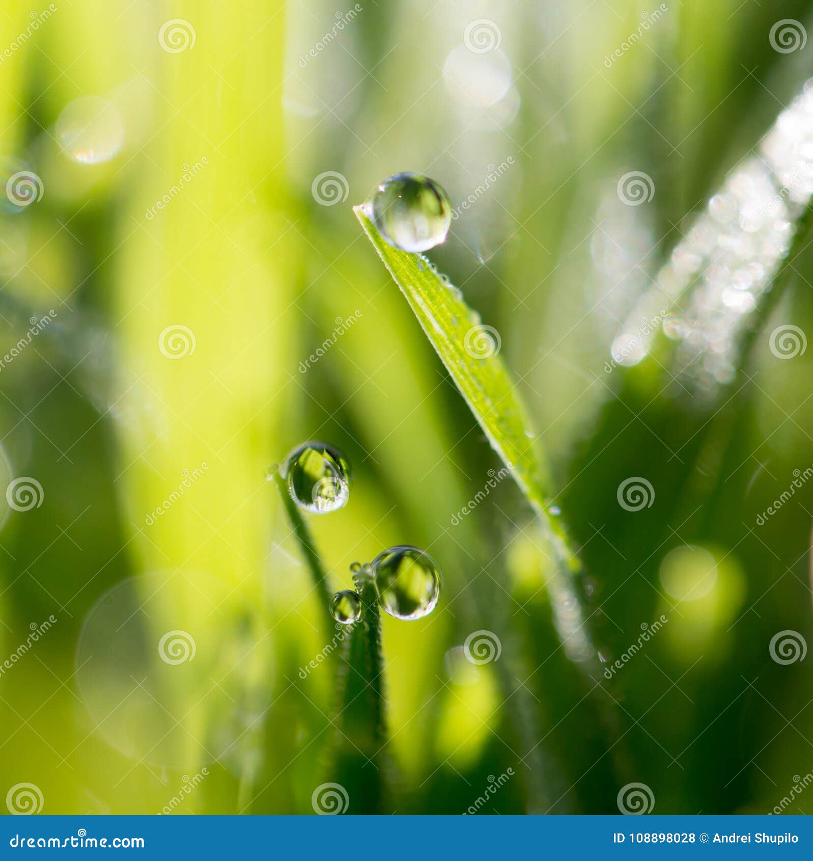 Drops of Dew on the Green Grass Stock Photo - Image of clear, purity ...