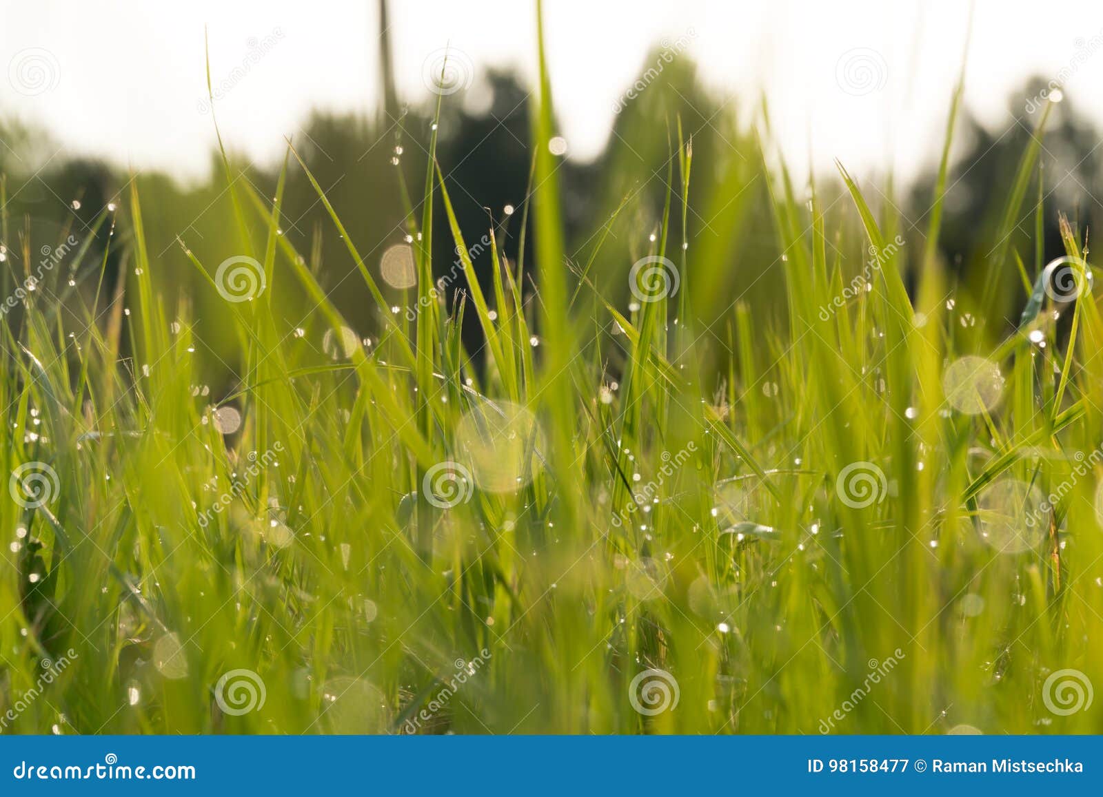 Drops of Dew on Green Grass. Summer Morning Stock Image - Image of ...