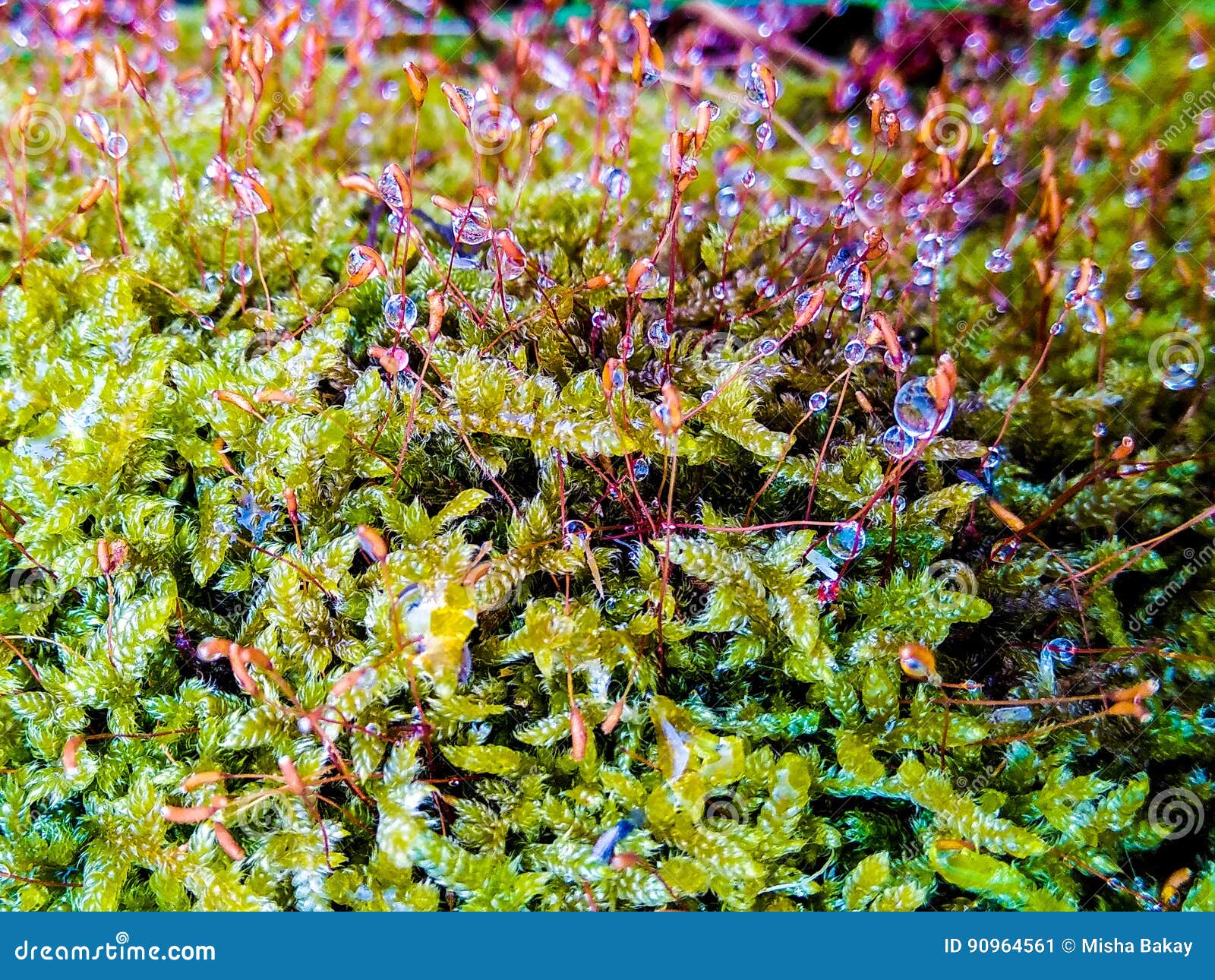 Drops of Dew on the Green Moss Stock Image - Image of green, moss: 90964561