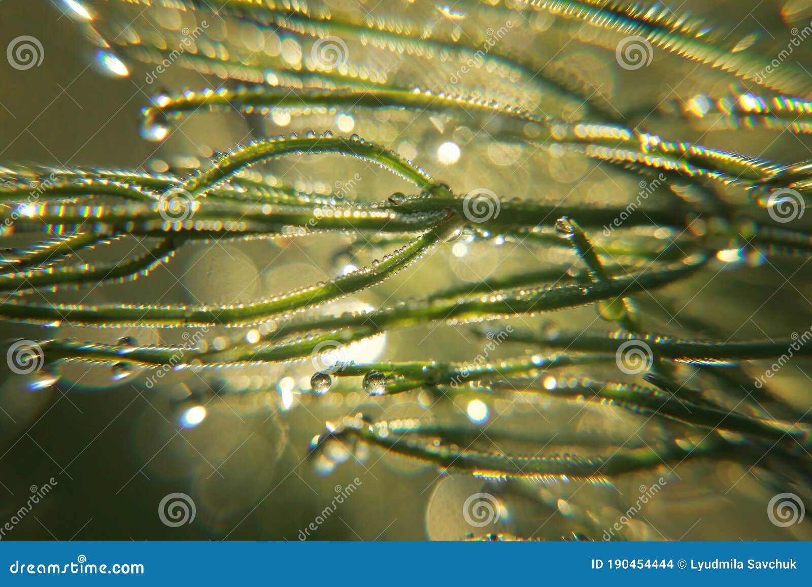754 Grass Sprigs Photos - Free & Royalty-Free Stock Photos from Dreamstime