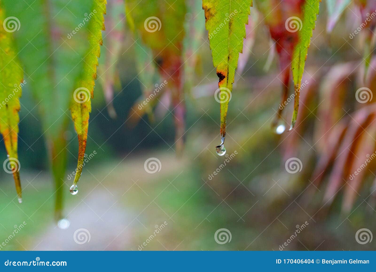 Drops of Dew Hanging on the Leaves Stock Photo - Image of environment ...