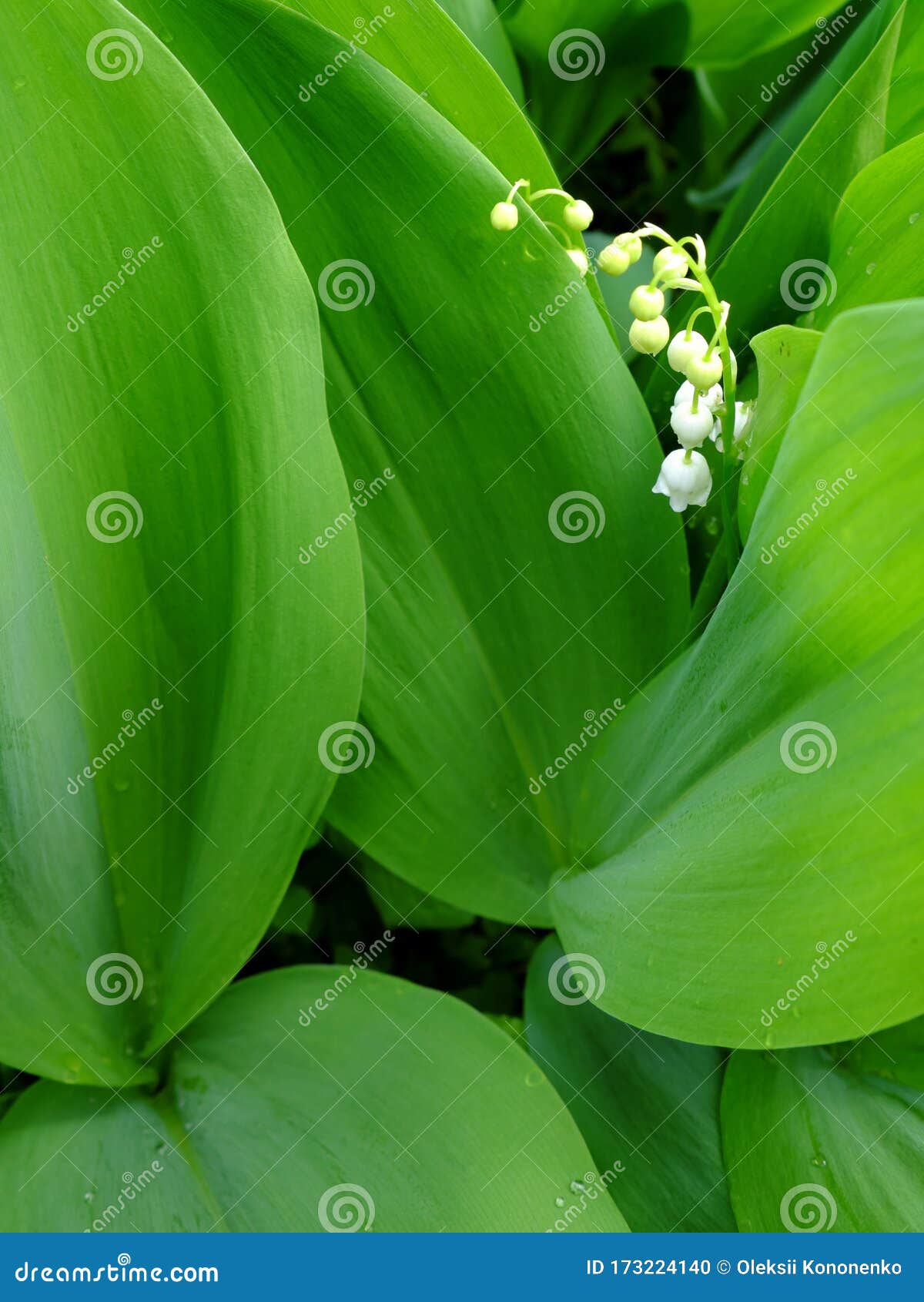 Drops of Dew on the Leaves of a Lily of the Valley Flower Stock Photo ...