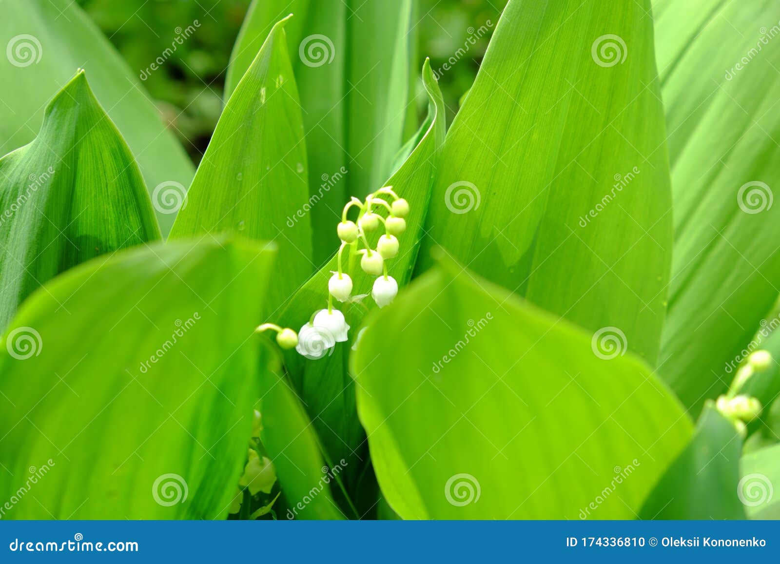 Drops of Dew on the Leaves of a Lily of the Valley Flower Stock Photo ...