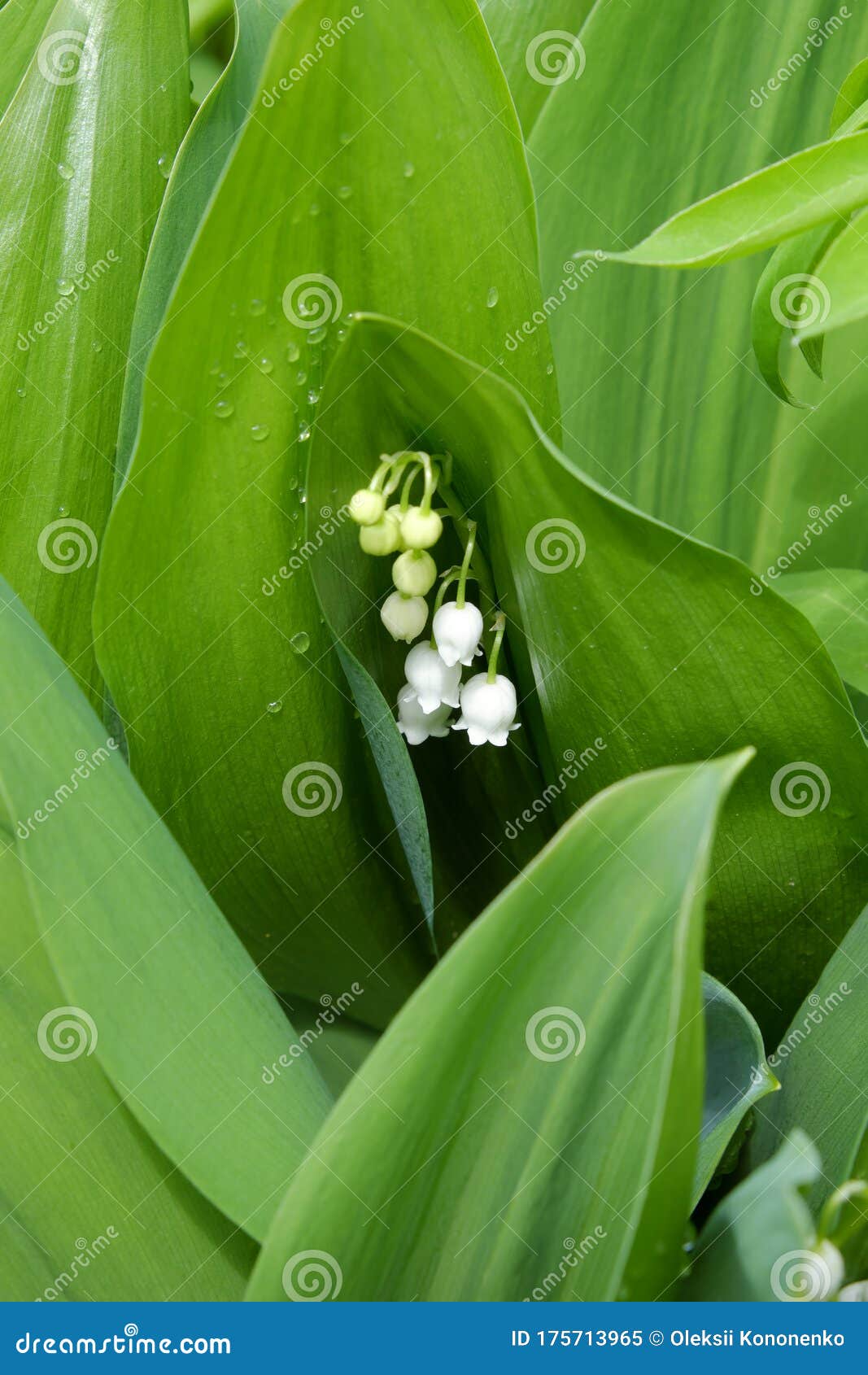 Drops of Dew on the Leaves of a Lily of the Valley Flower Stock Image ...