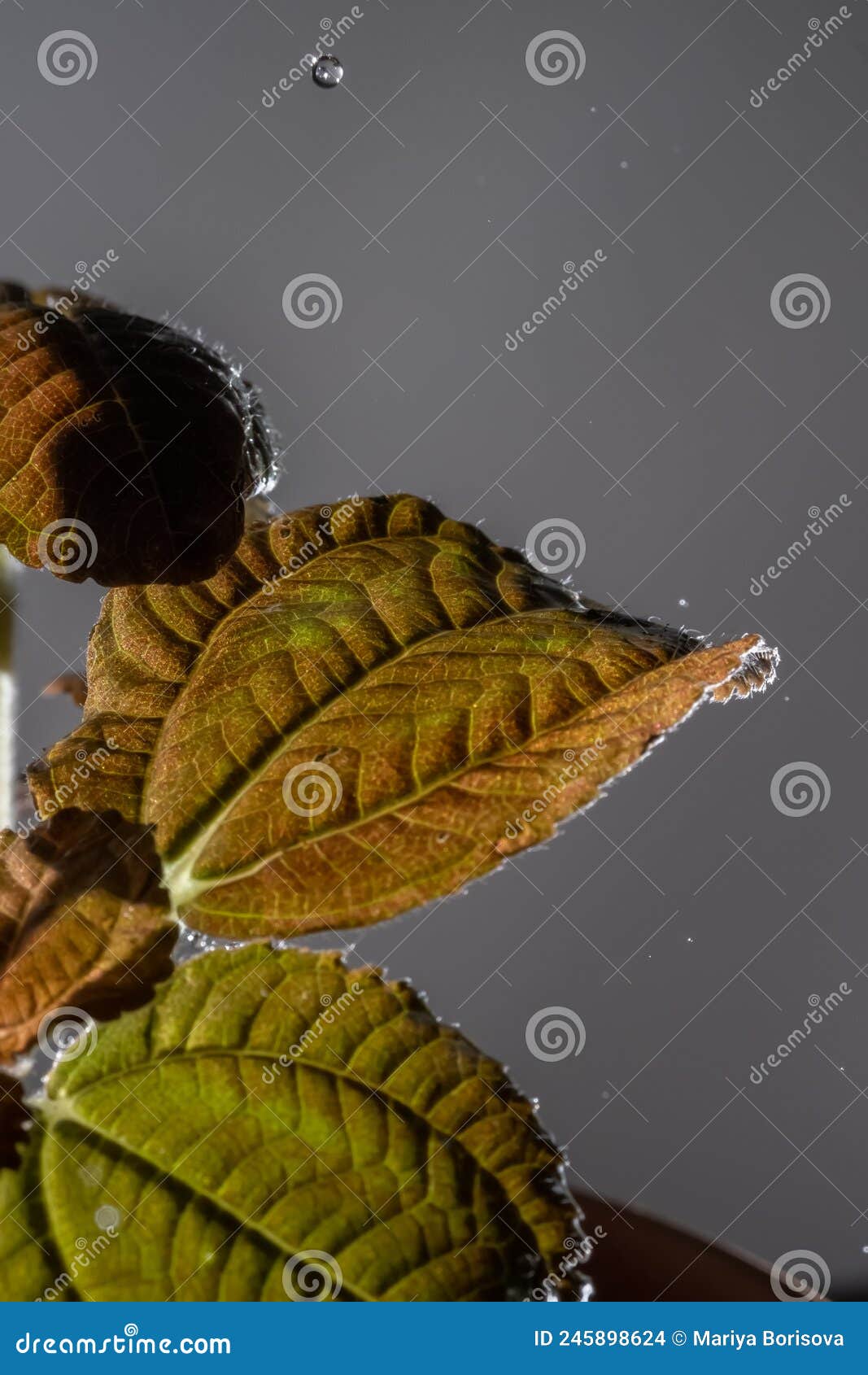 Drops Drip on the Leaves of Domestic Plants. Stock Photo - Image of ...