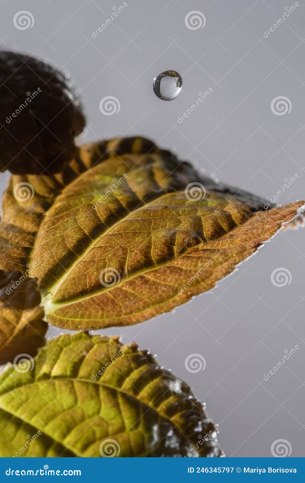 Drops Drip on the Leaves of Domestic Plants. Stock Image - Image of ...