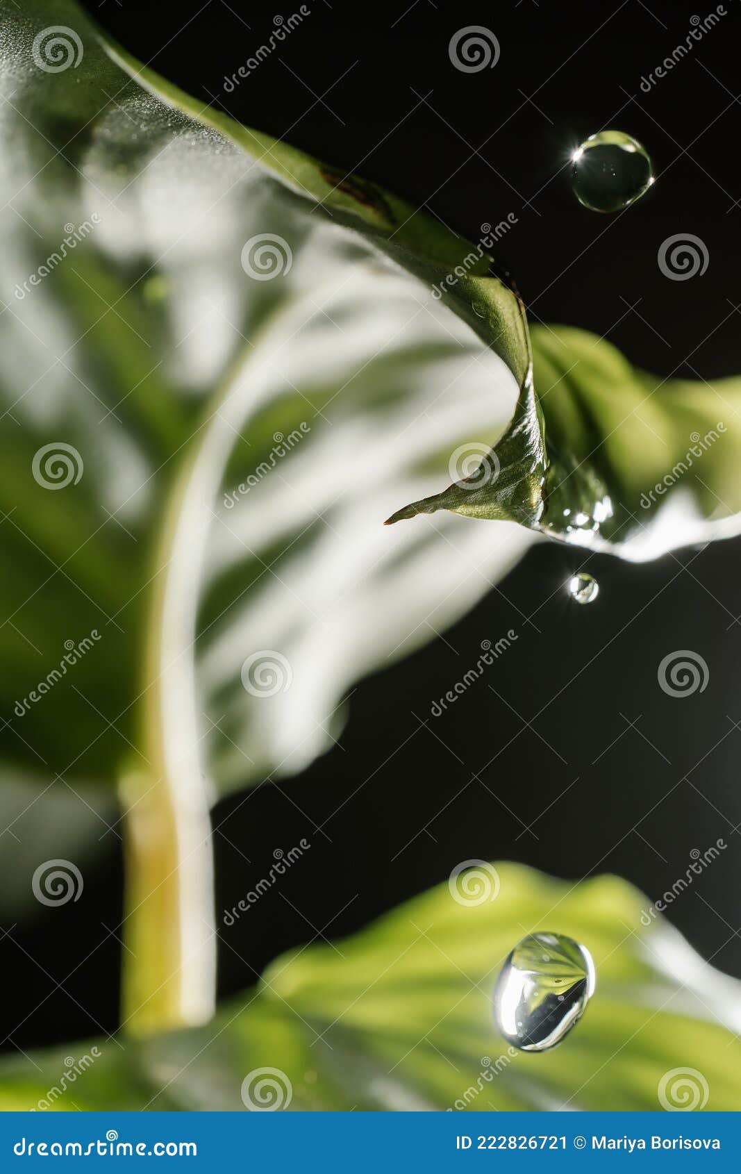Drops Drip on the Leaves of Domestic Plants. Stock Image - Image of ...