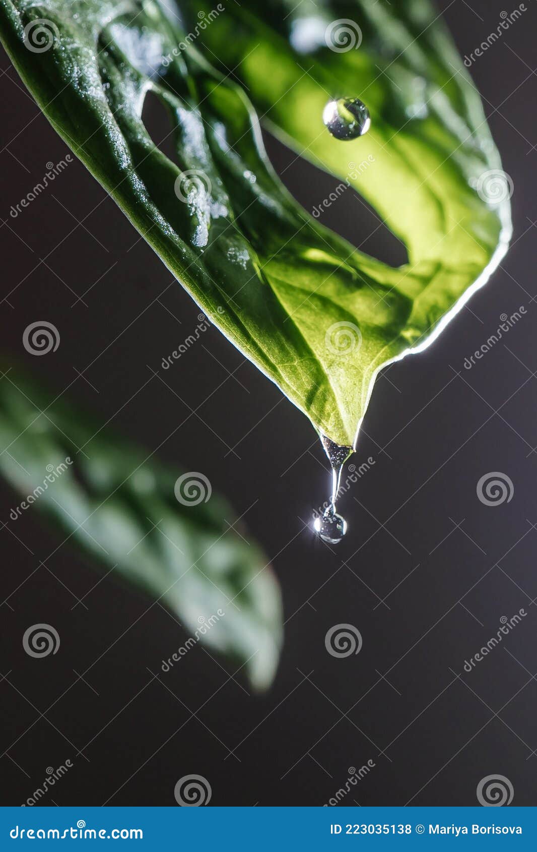 Drops Drip on the Leaves of Domestic Plants. Stock Photo - Image of ...