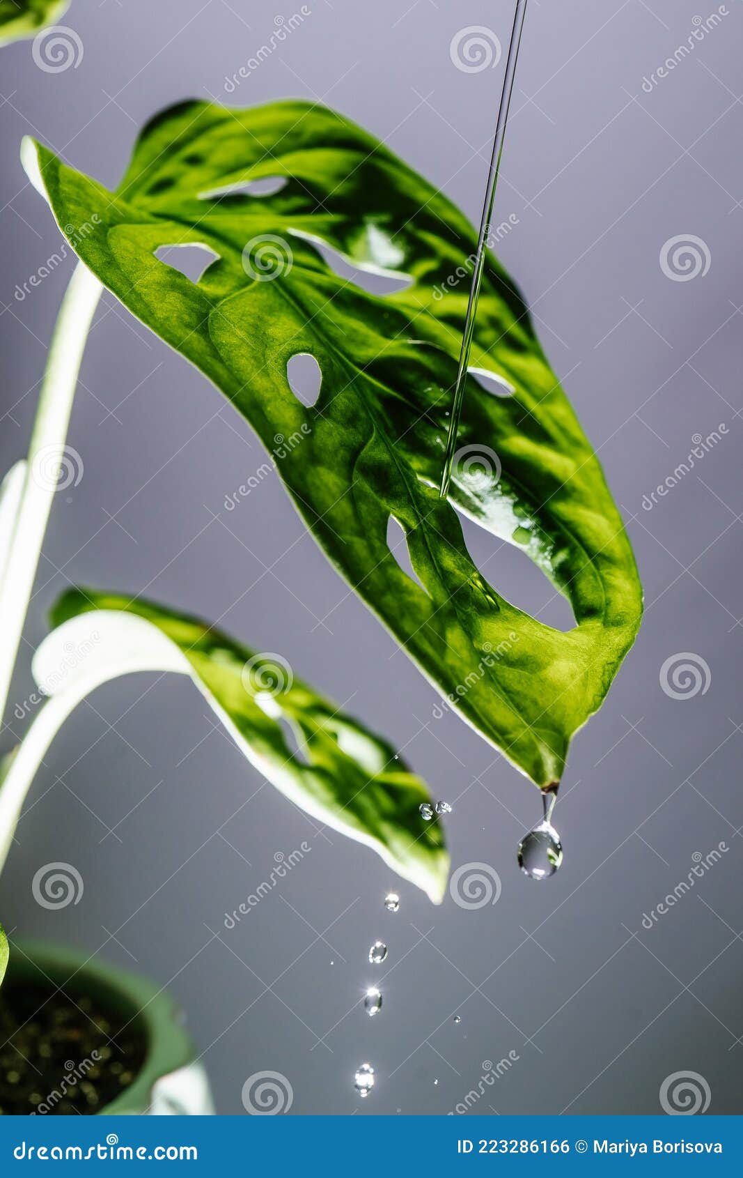 Drops Drip on the Leaves of Domestic Plants. Stock Photo - Image of ...