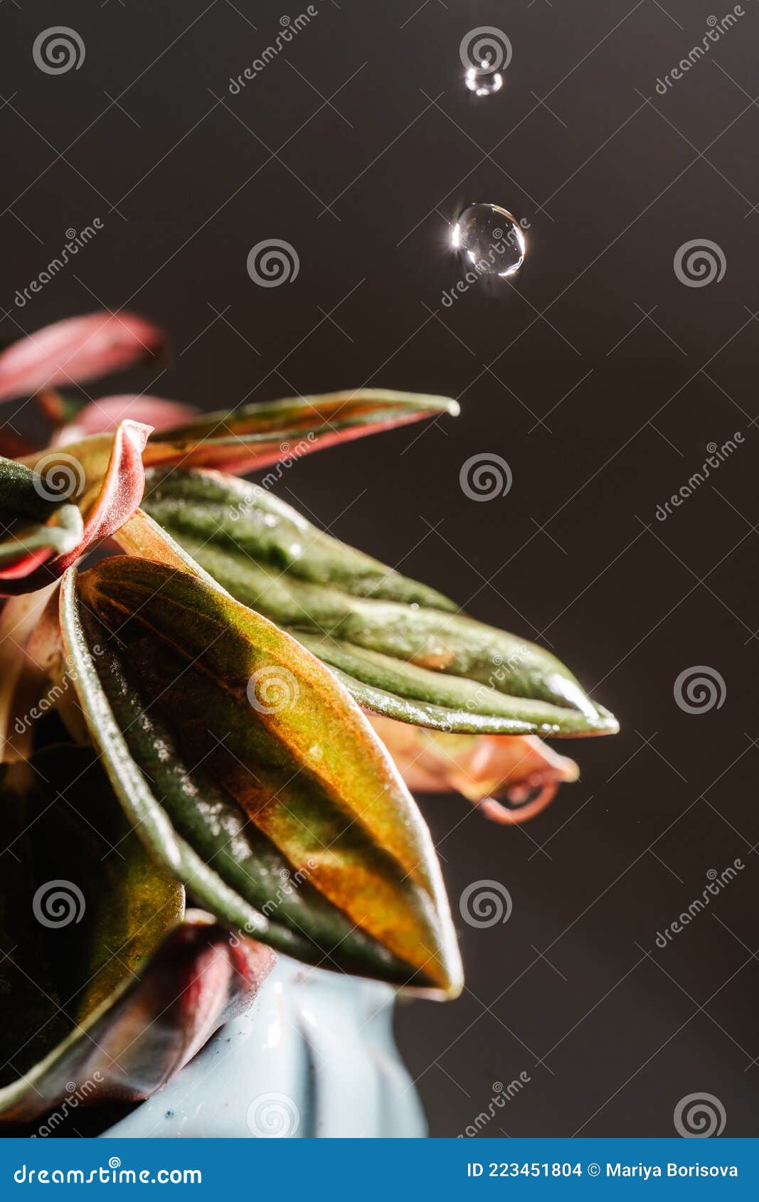 Drops Drip on the Leaves of Domestic Plants. Stock Photo - Image of ...