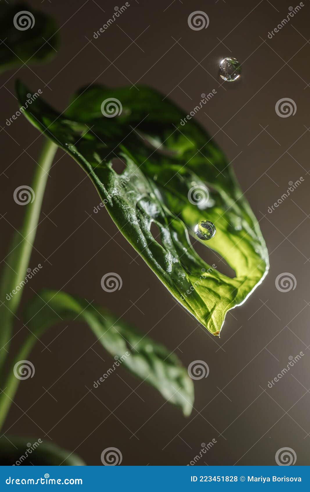 Drops Drip on the Leaves of Domestic Plants. Stock Photo - Image of ...