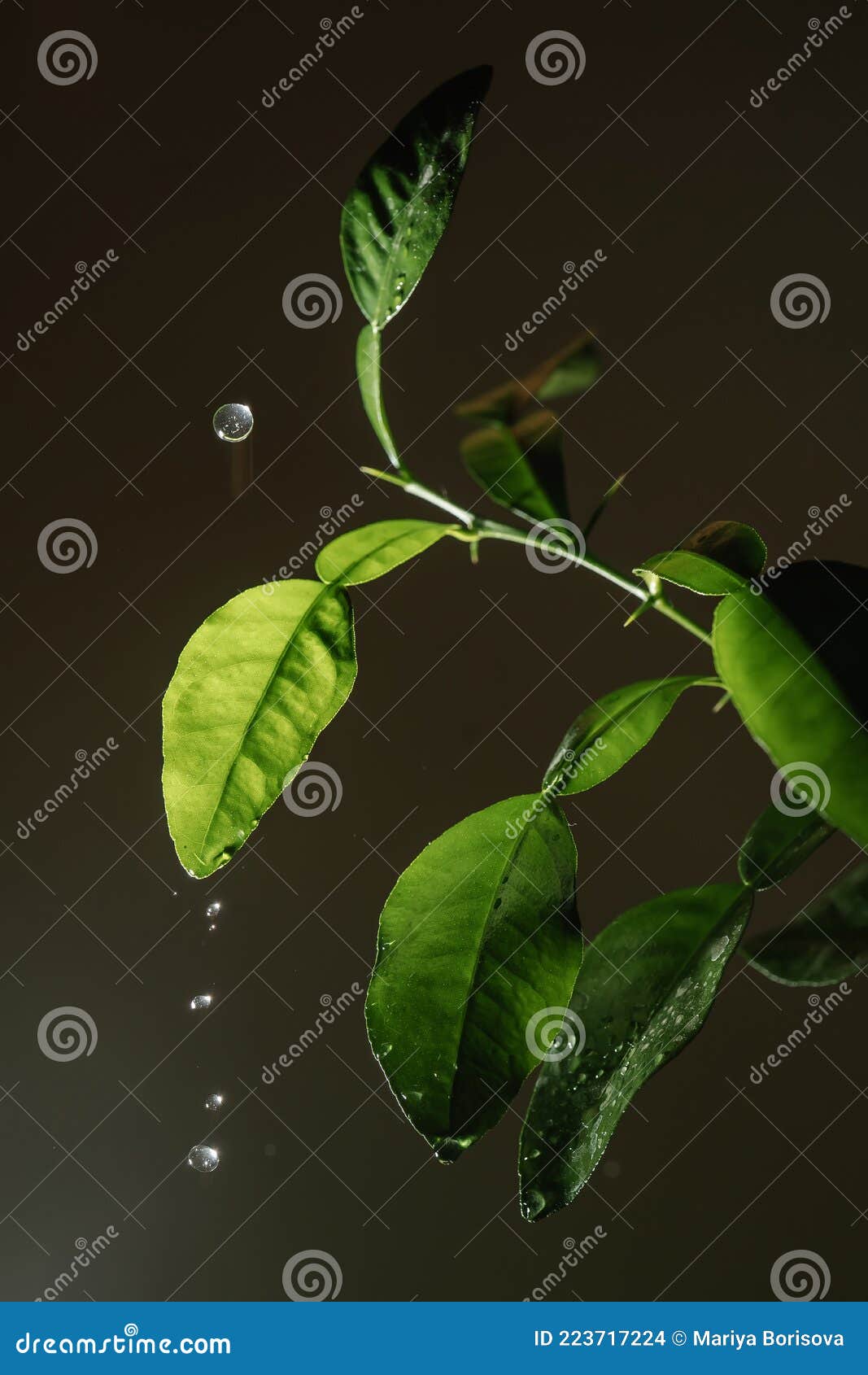 Drops Drip on the Leaves of Domestic Plants. Stock Photo - Image of ...